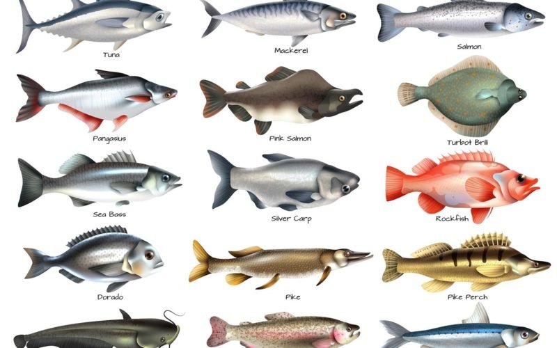 What are the different types of fish?