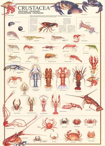 What are the different types of lobster?
