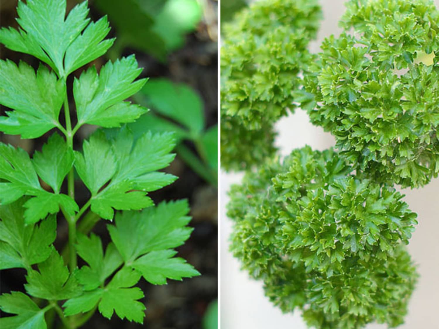 What are the different types of parsley used in cooking?