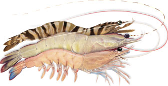 What are the different types of prawns in Australia?