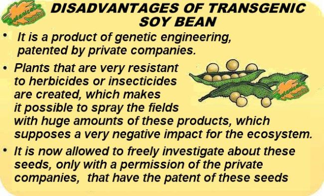 What are the disadvantages of genetically modified soybeans?