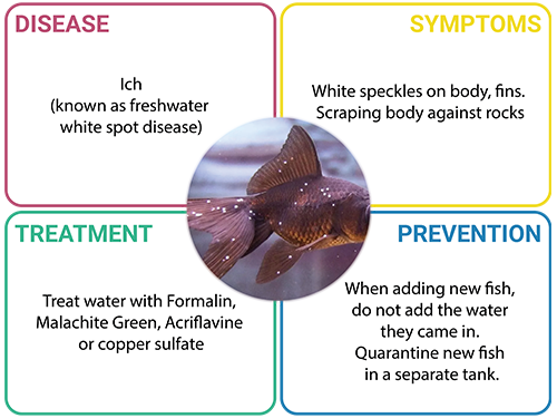 What are the disease that affect fish?