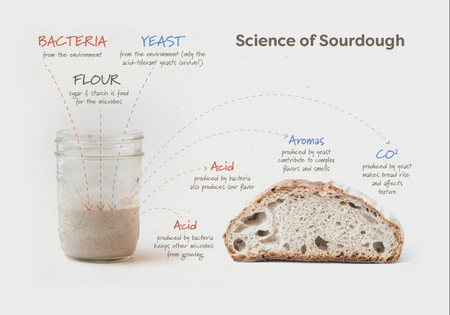 What are the enzymes in sourdough bread?