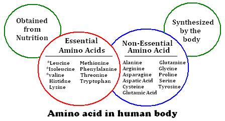 What are the essential amino acids needed for humans to survive?