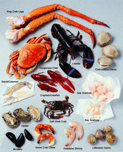 What are the examples of shellfish?