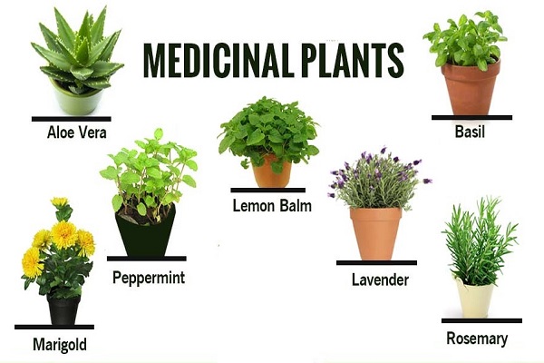 What are the five medicinal herbs?