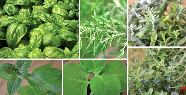 What are the five most common herbs?