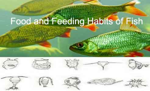 What are the four types of feeding fish?