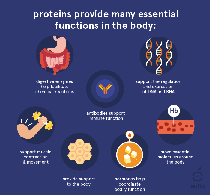 What are the functions of complete protein?