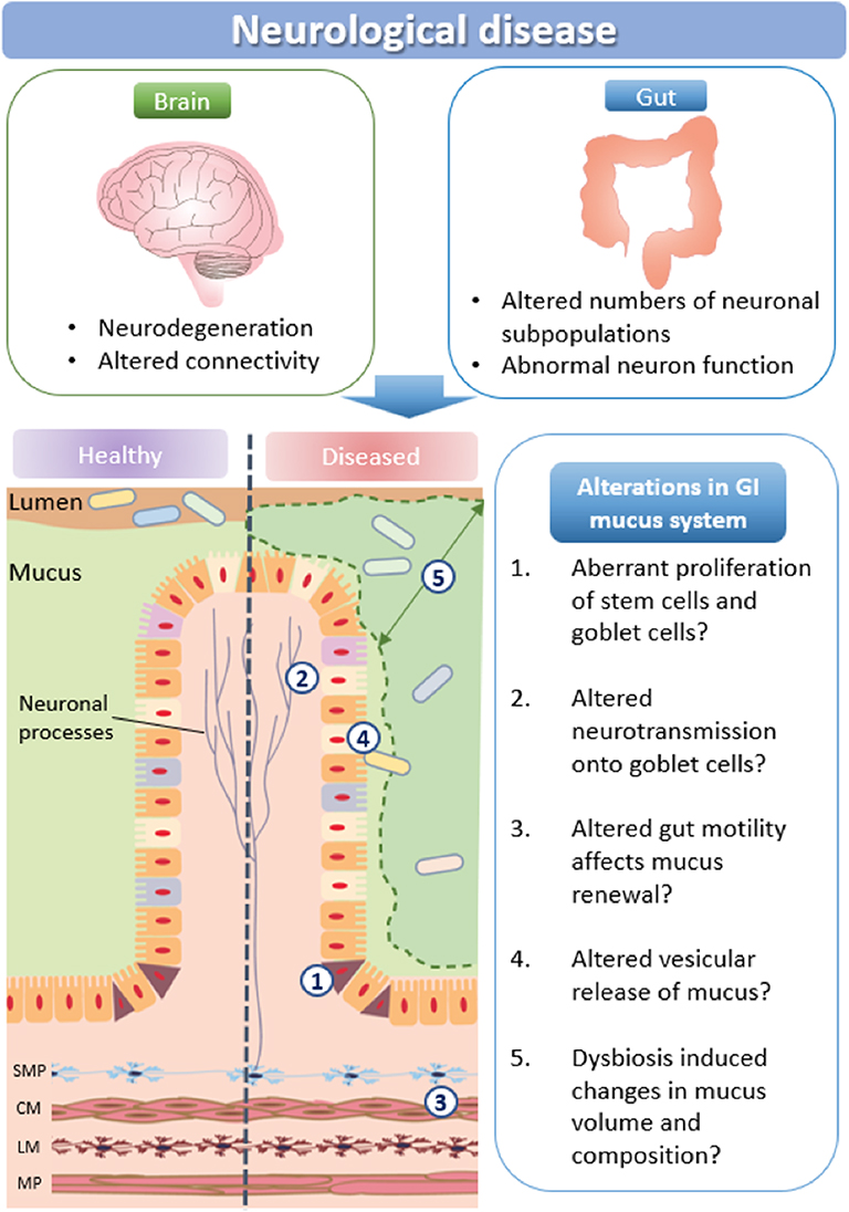 What are the functions of mucus in digestion?