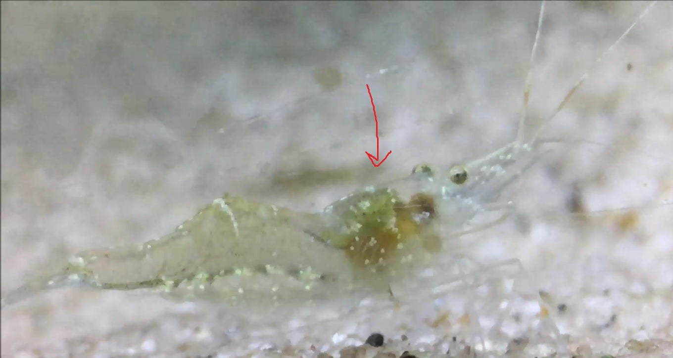 What are the green things in my ghost shrimp?