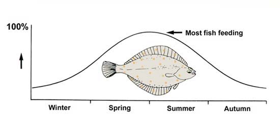 What are the habits of a flounder?