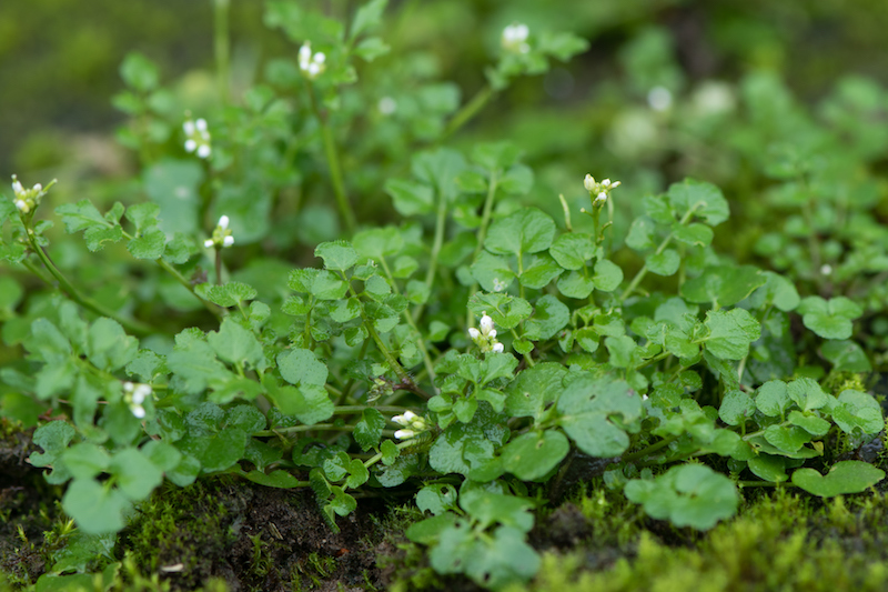 What are the hardest lawn weeds to kill?