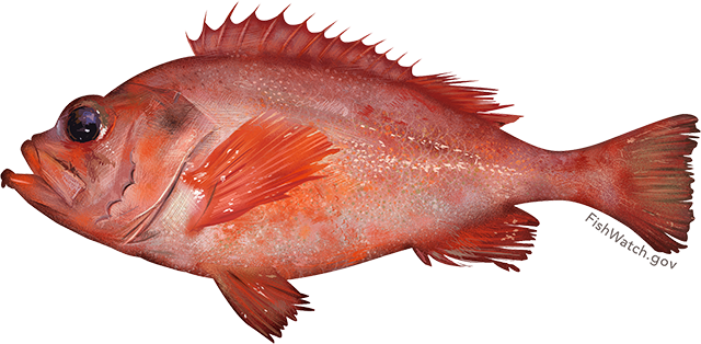 What are the health benefits of Redfish?