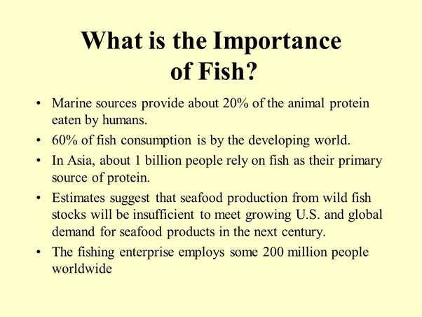 What are the important of fisheries?