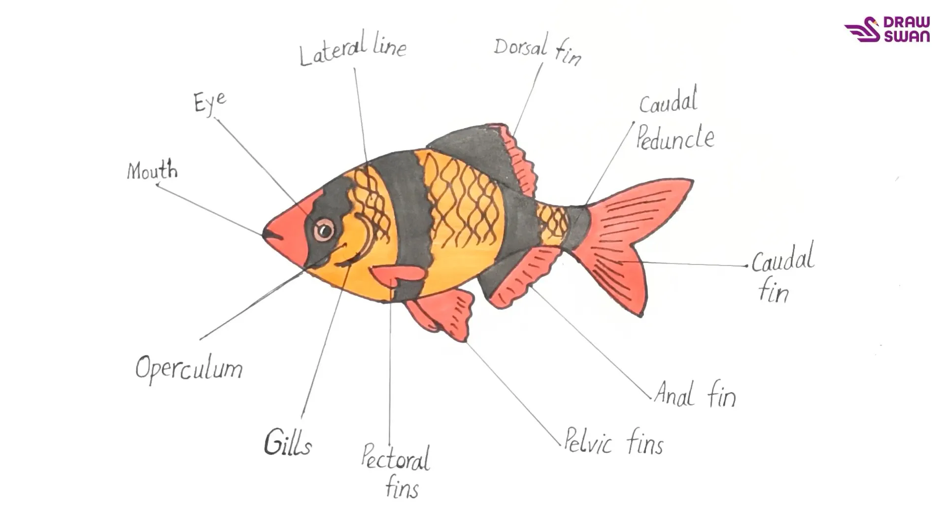 What are the labels on the fish for?