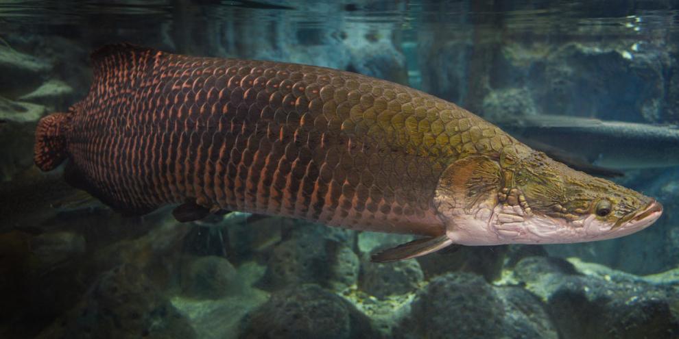 What are the largest freshwater fish?