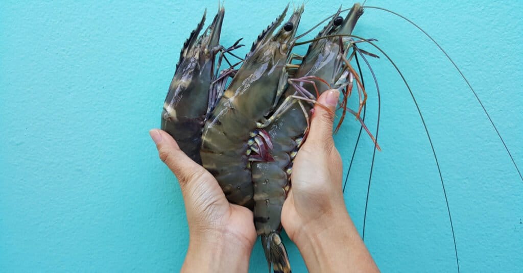 What are the largest prawns?