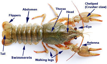 What are the main body sections and features of crustaceans?