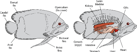 What are the main characteristics of a fish?