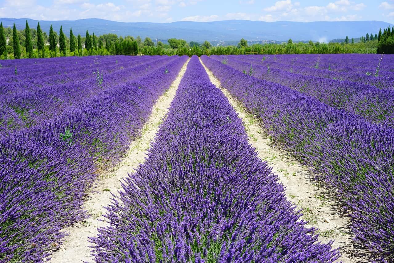 What are the main crops in Provence France?