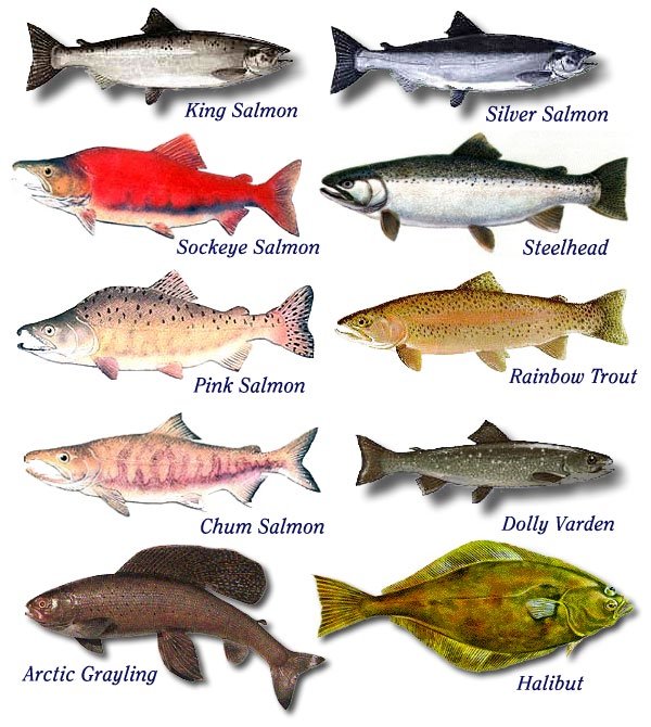 What are the main fish caught in Alaska?