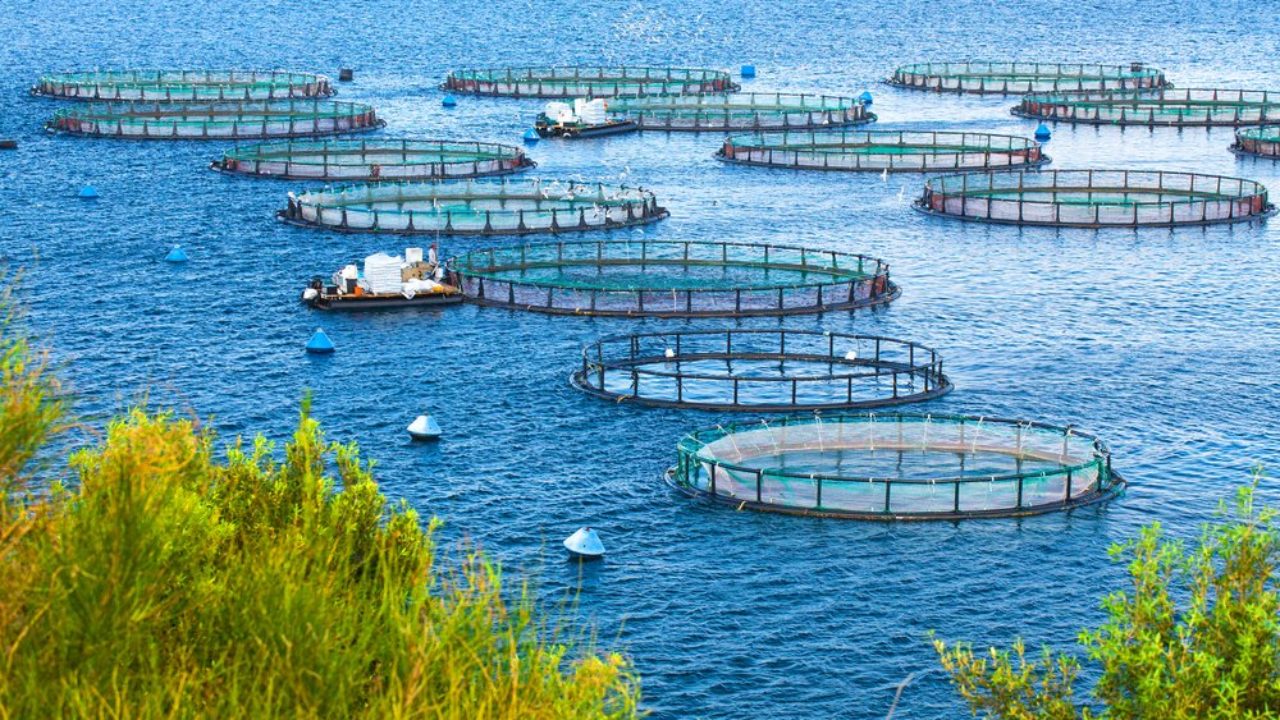 What are the main methods for farming fish?