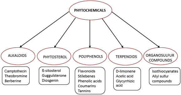 What are the main phytochemicals?