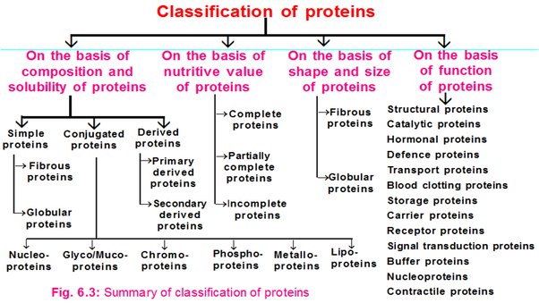 What are the main types of proteins?