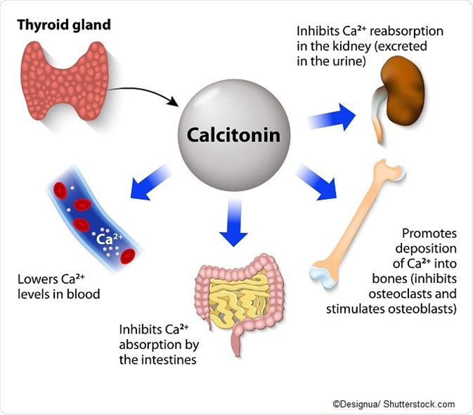 What are the main uses of calcium?