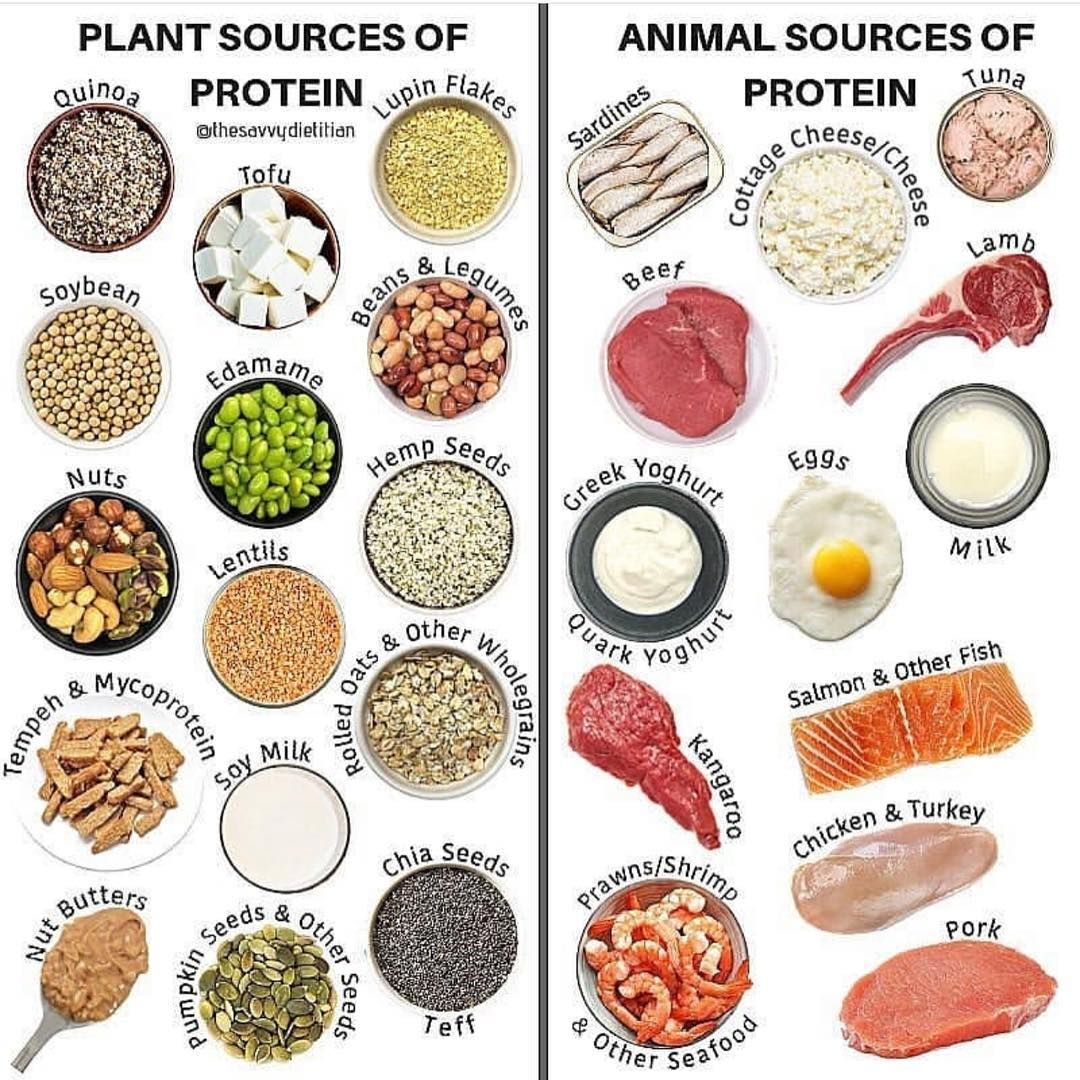 What are the major sources of protein obtained from vegetables and animals?