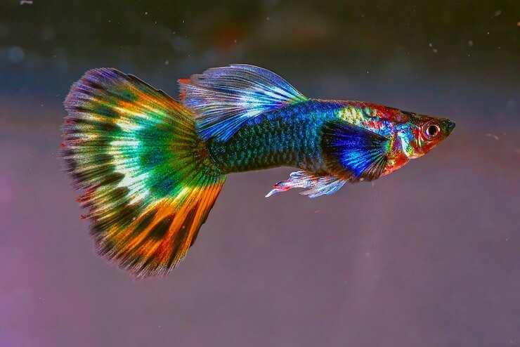 What are the most colorful freshwater fish?