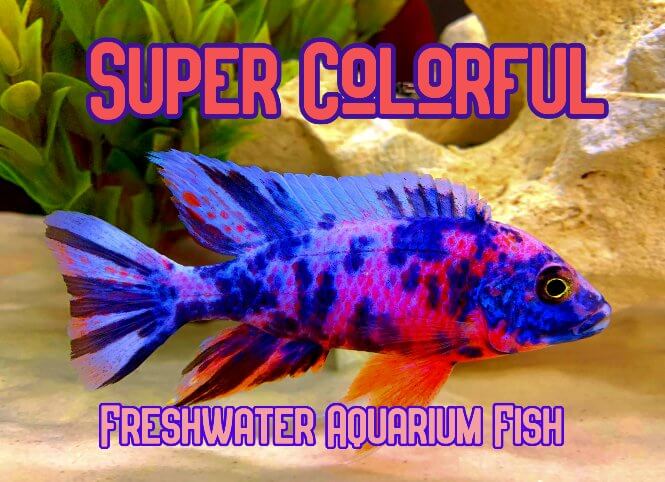 What are the most colorful tropical fish?