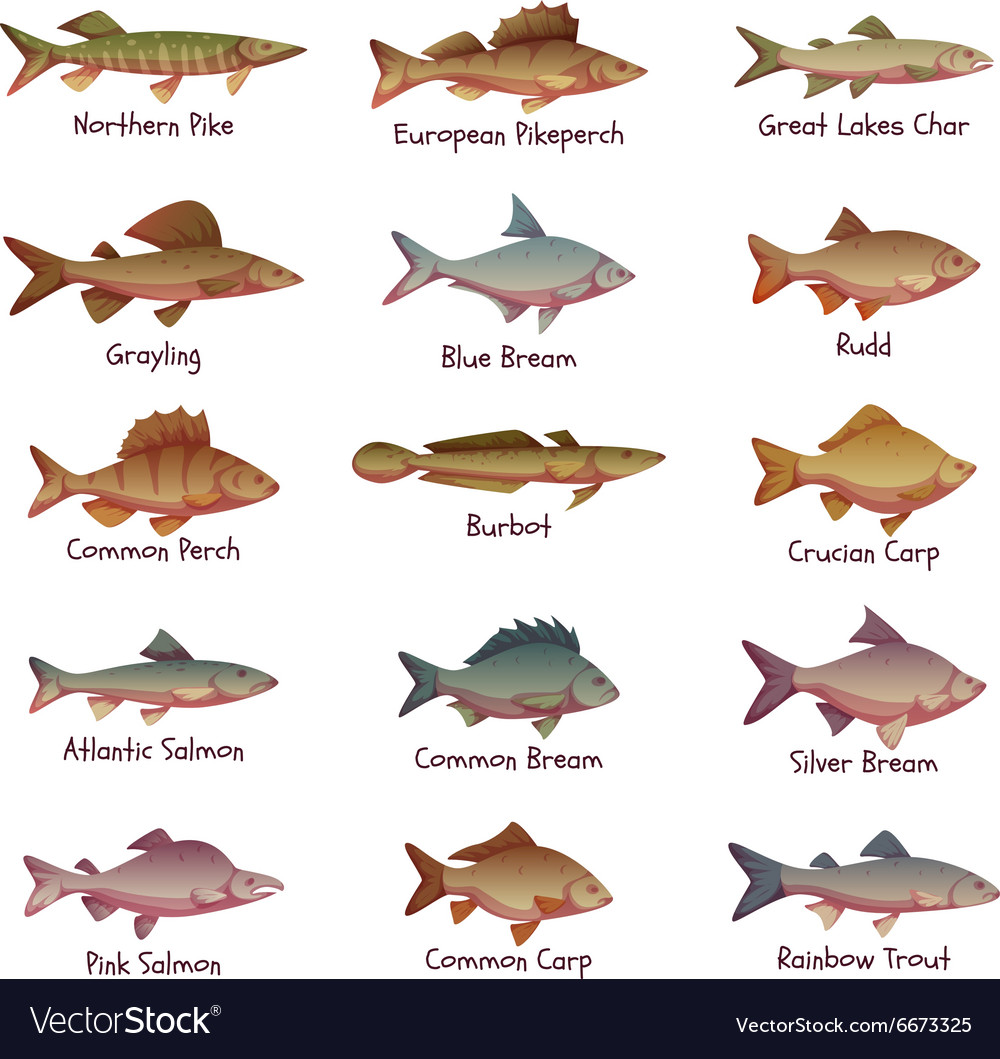 What are the most common fish in freshwater?