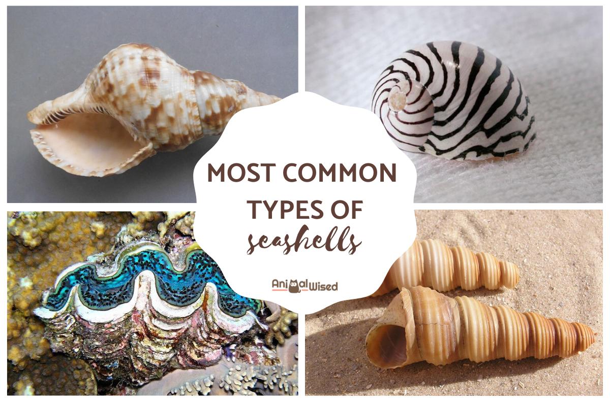 What are the most common seashells?