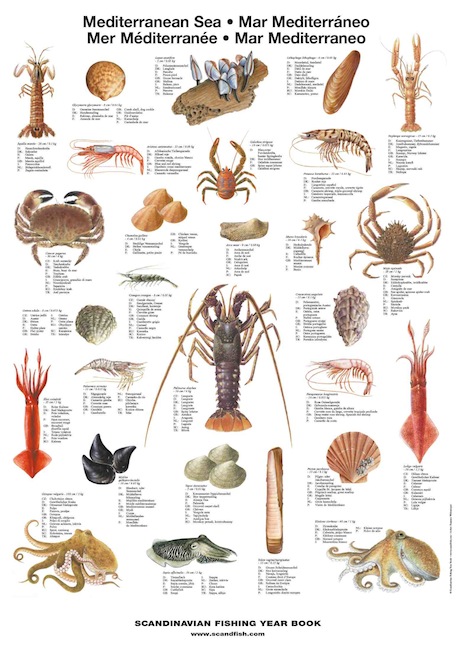 What are the most common shellfish?