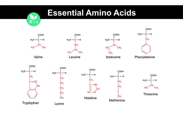 What are the nine essential amino acids that make a complete protein?