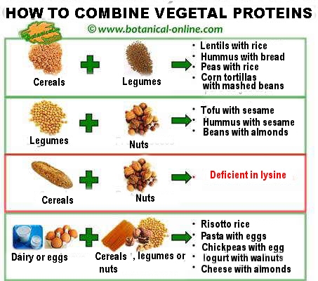 What are the only complete proteins from plants?