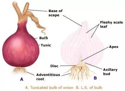What are the parts of an onion called?