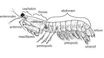 What are the parts of the crustacean body?