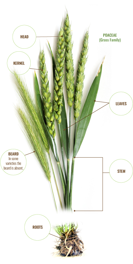 What are the parts of wheat called?