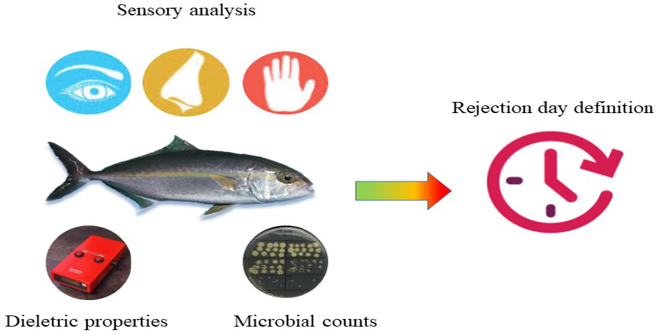 What are the primary indicators of fresh fish?