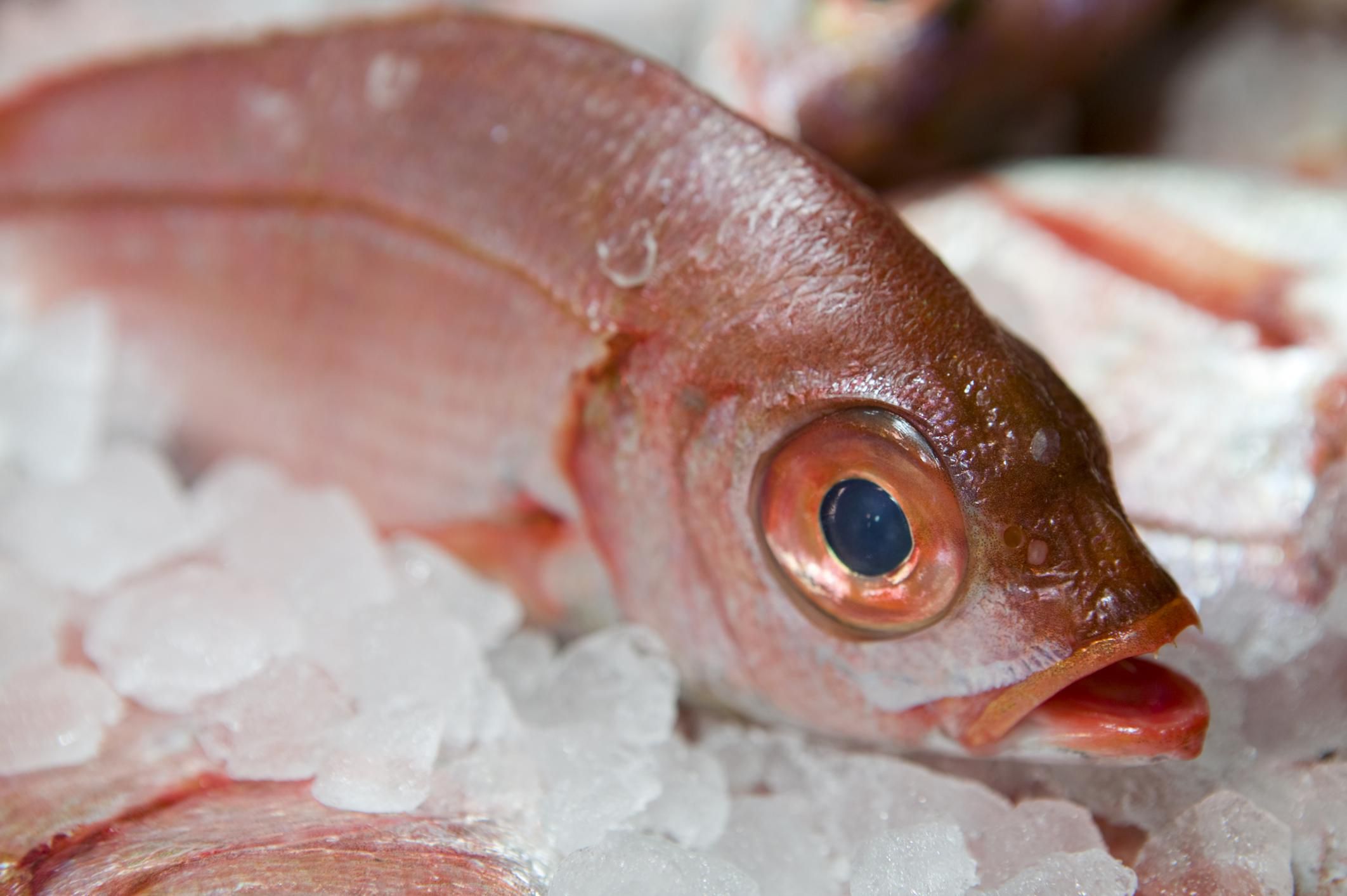What are the proper ways of handling and storing fresh fish?