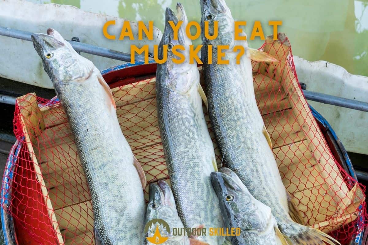 What are the risks of eating muskie?
