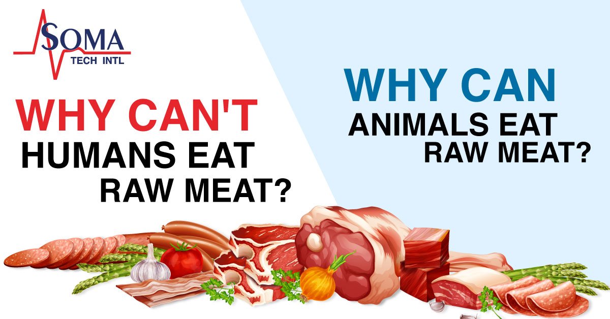 What are the risks of eating raw meat and fish?