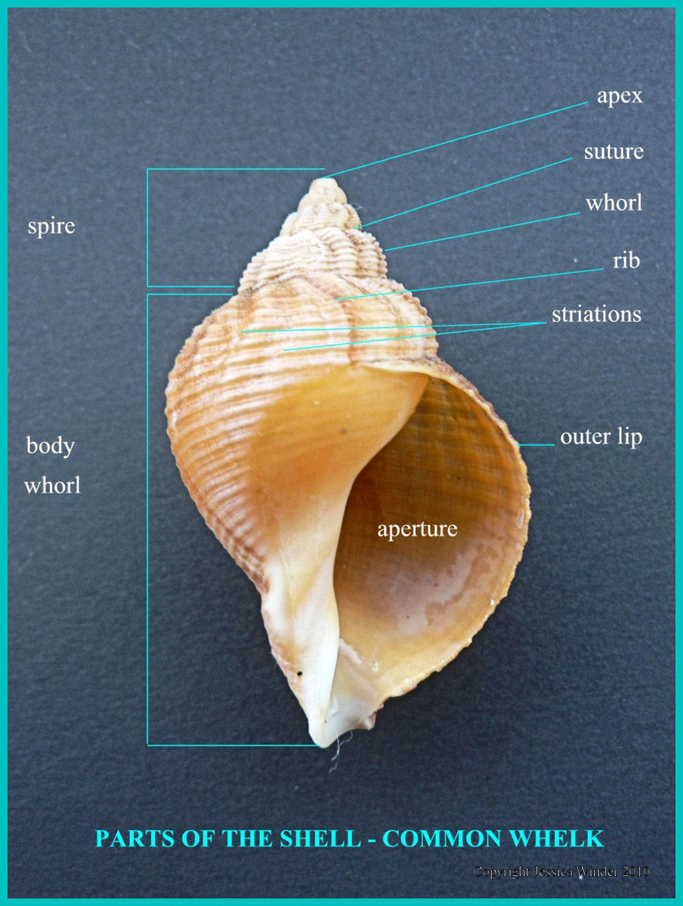 What are the sections of the shell called?