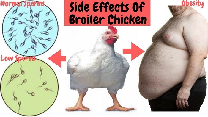 What are the side effects of broiler chicken?