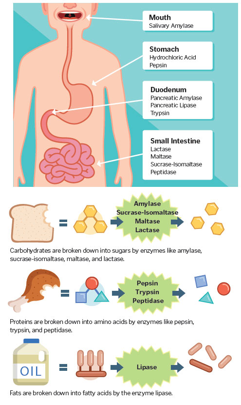 What are the side effects of digestive enzymes?