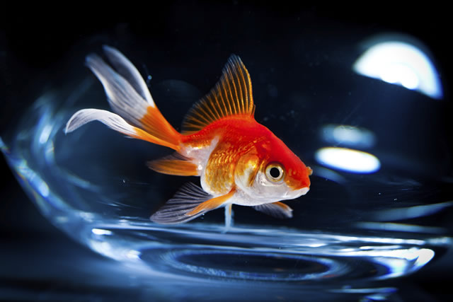 What are the signs of a fish that is not eating?