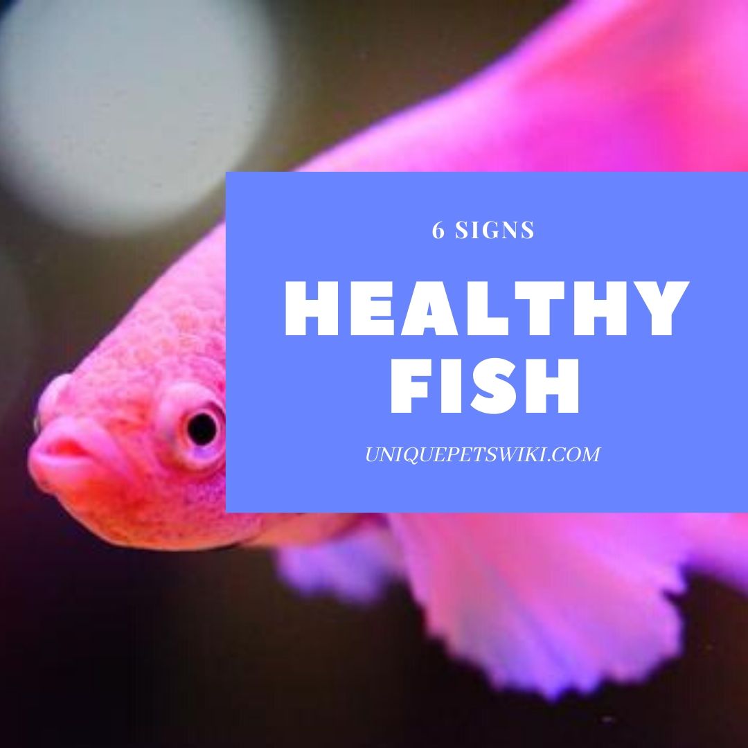 What are the signs of a healthy fish in a tank?